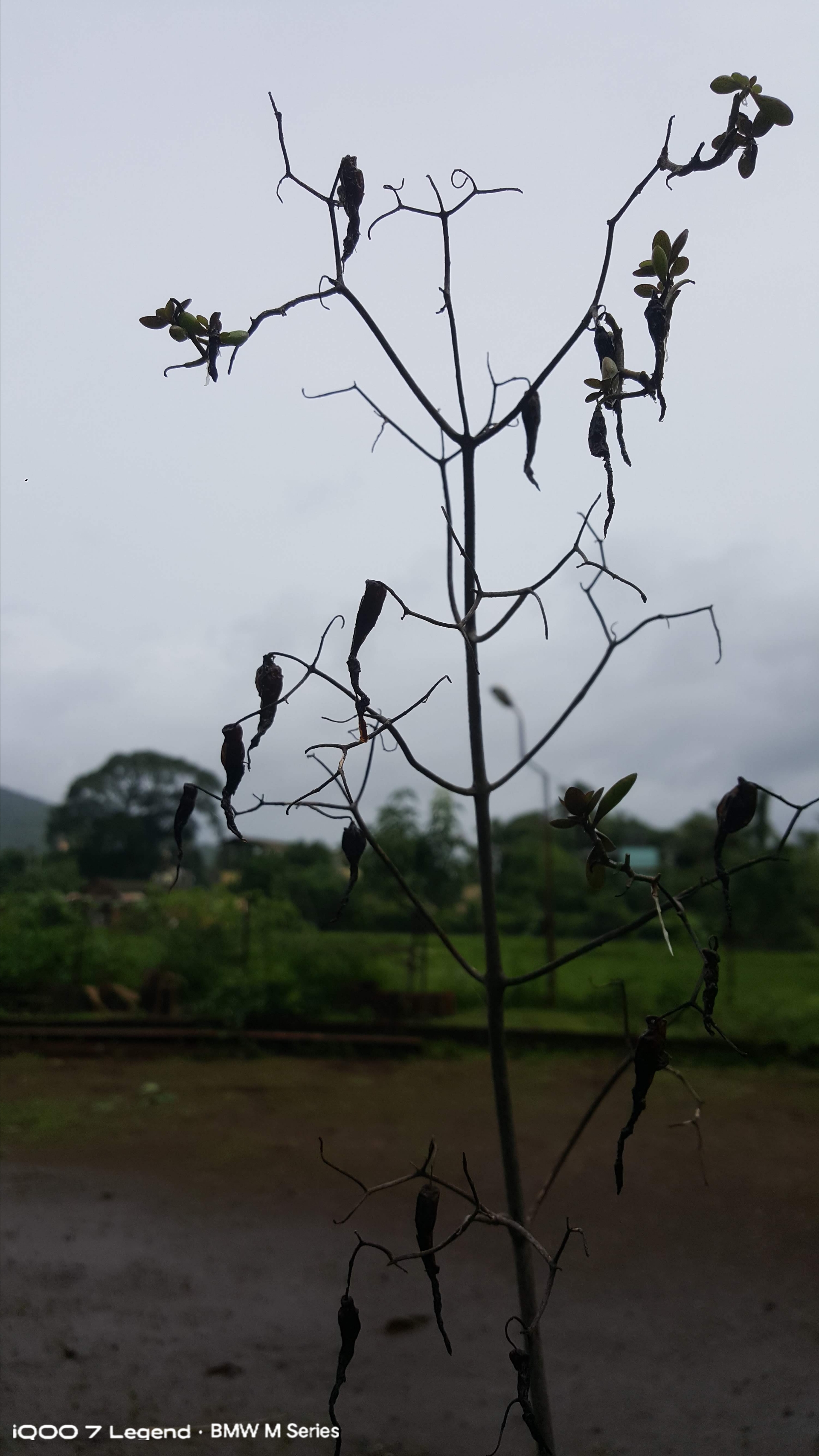 #ShotOniQOO | Monsoon Photography | Rainy Days, Stunning Shots