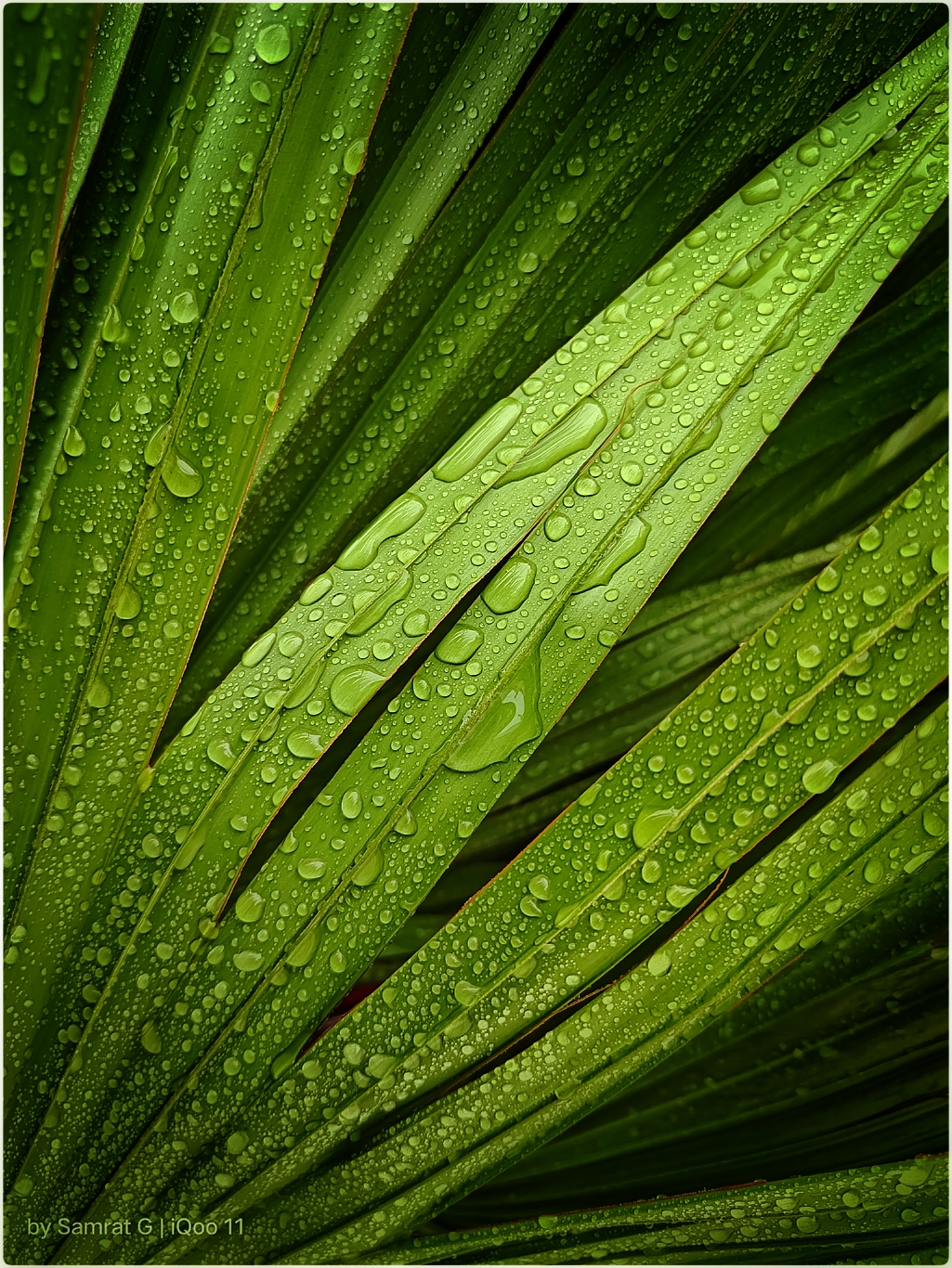 Monsoon Photography -2