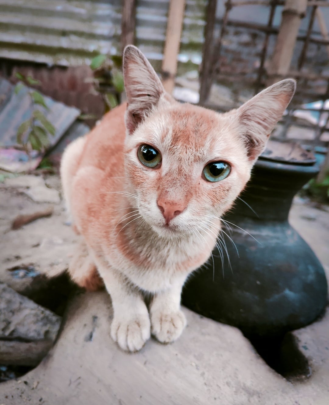 International Cat day 🐈 || Meow 😺