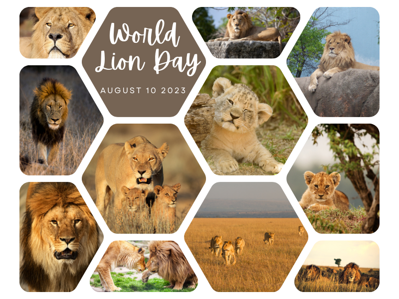 World Lion Day🦁 || Kings of the Jungle || sustainable wildlife