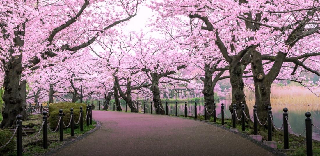 The Shillong Cherry Blossom Festival II Meghalaya II November 17th to 19