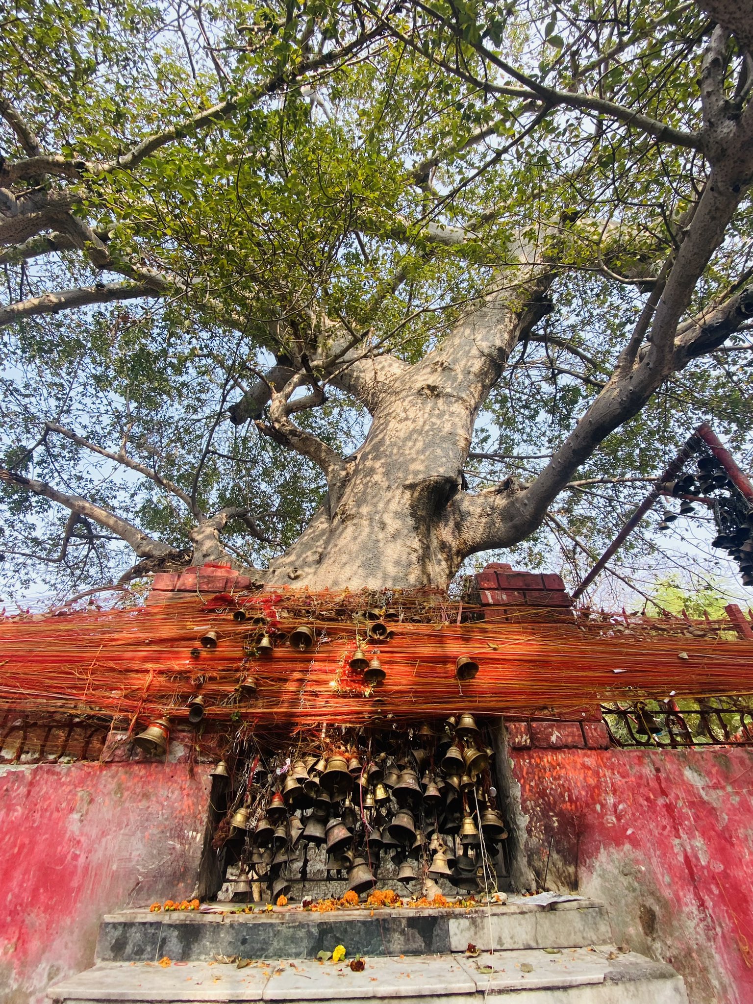Know about a Unique Tree "Parijaat Tree/Kalp Vriksha" at (Sultanpur UP)
