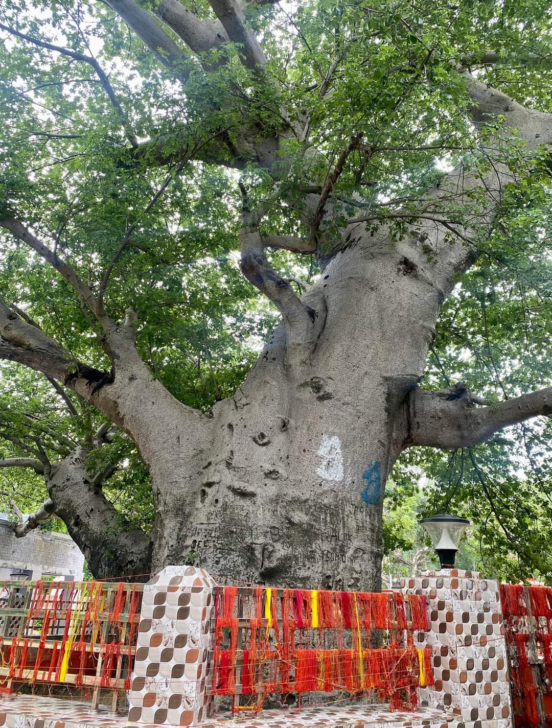 Know about a Unique Tree "Parijaat Tree/Kalp Vriksha" at (Sultanpur UP)