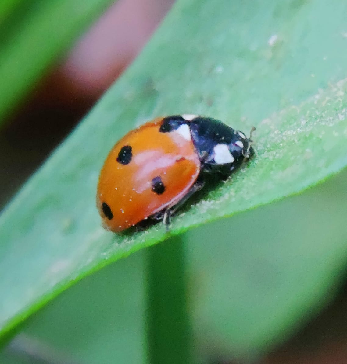 Seven - spot lady bird.....