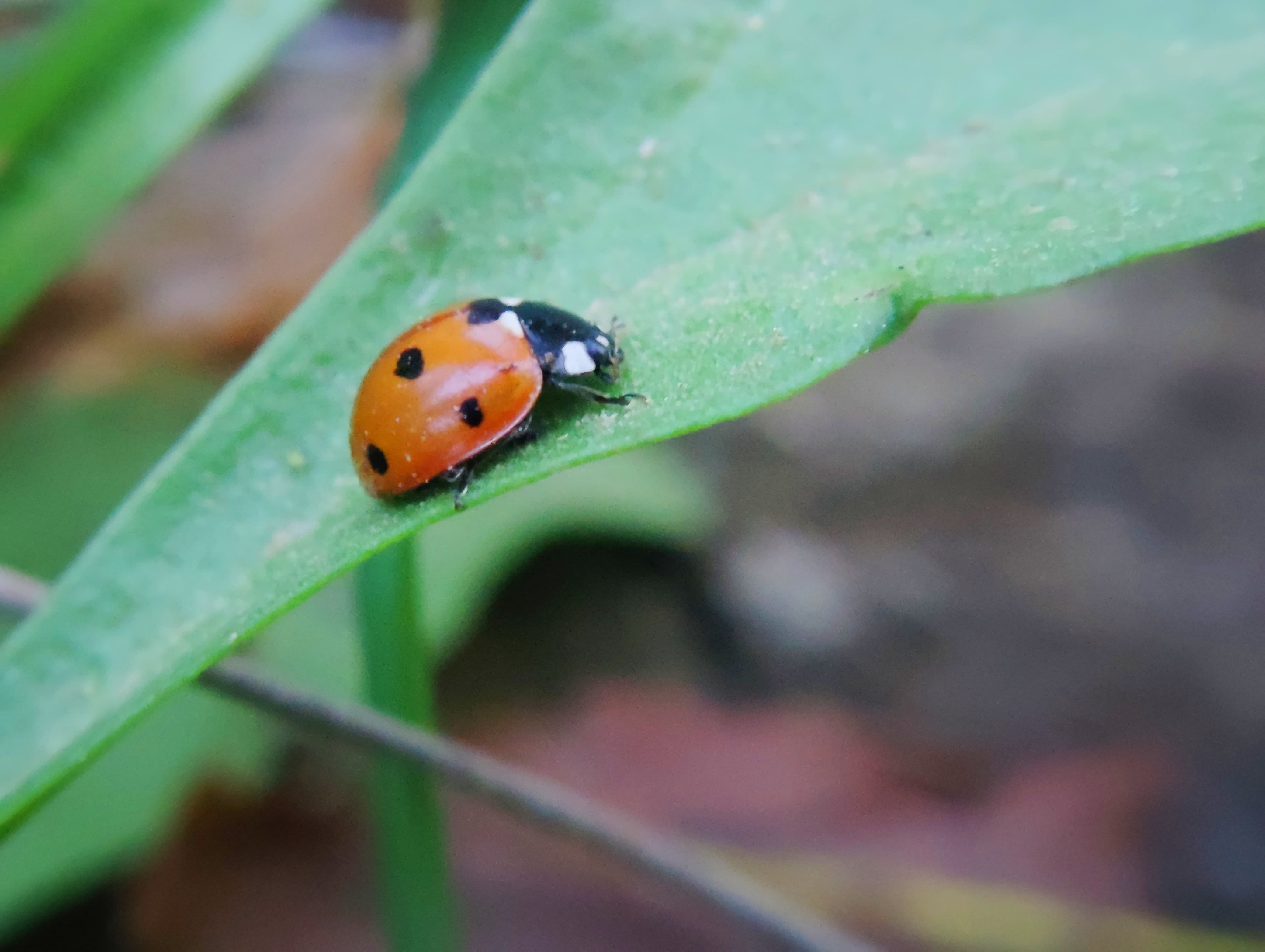 Seven - spot lady bird.....