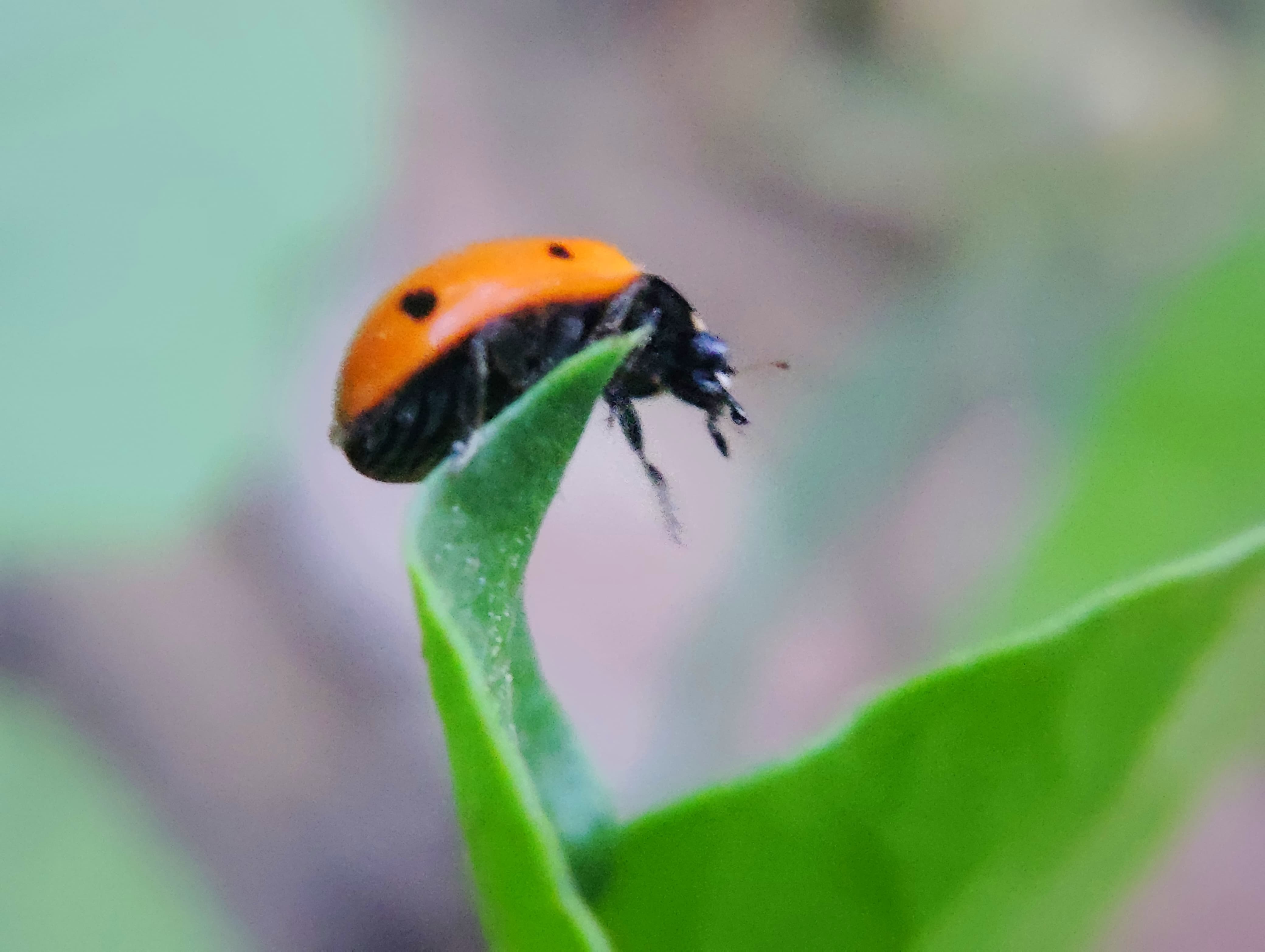 Seven - spot lady bird.....