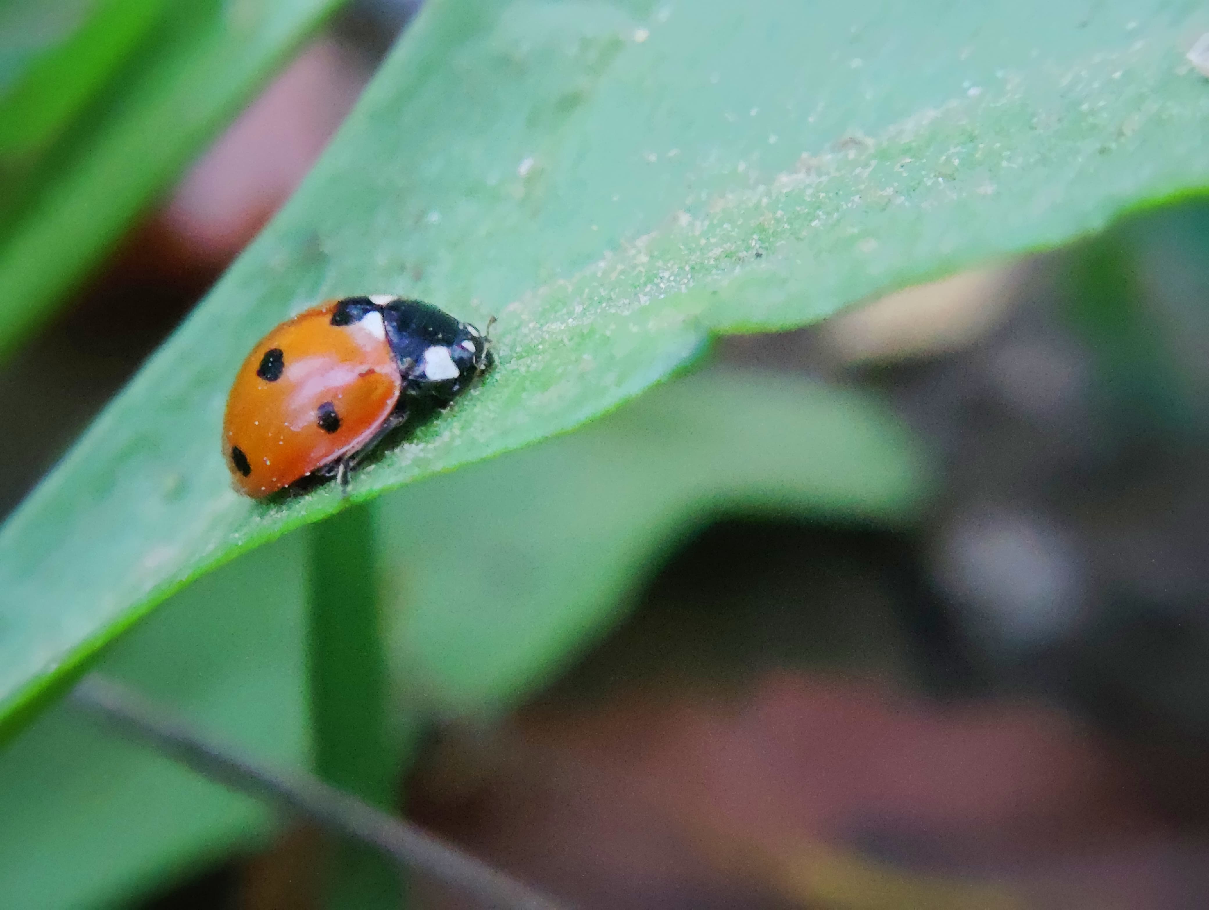 Seven - spot lady bird.....