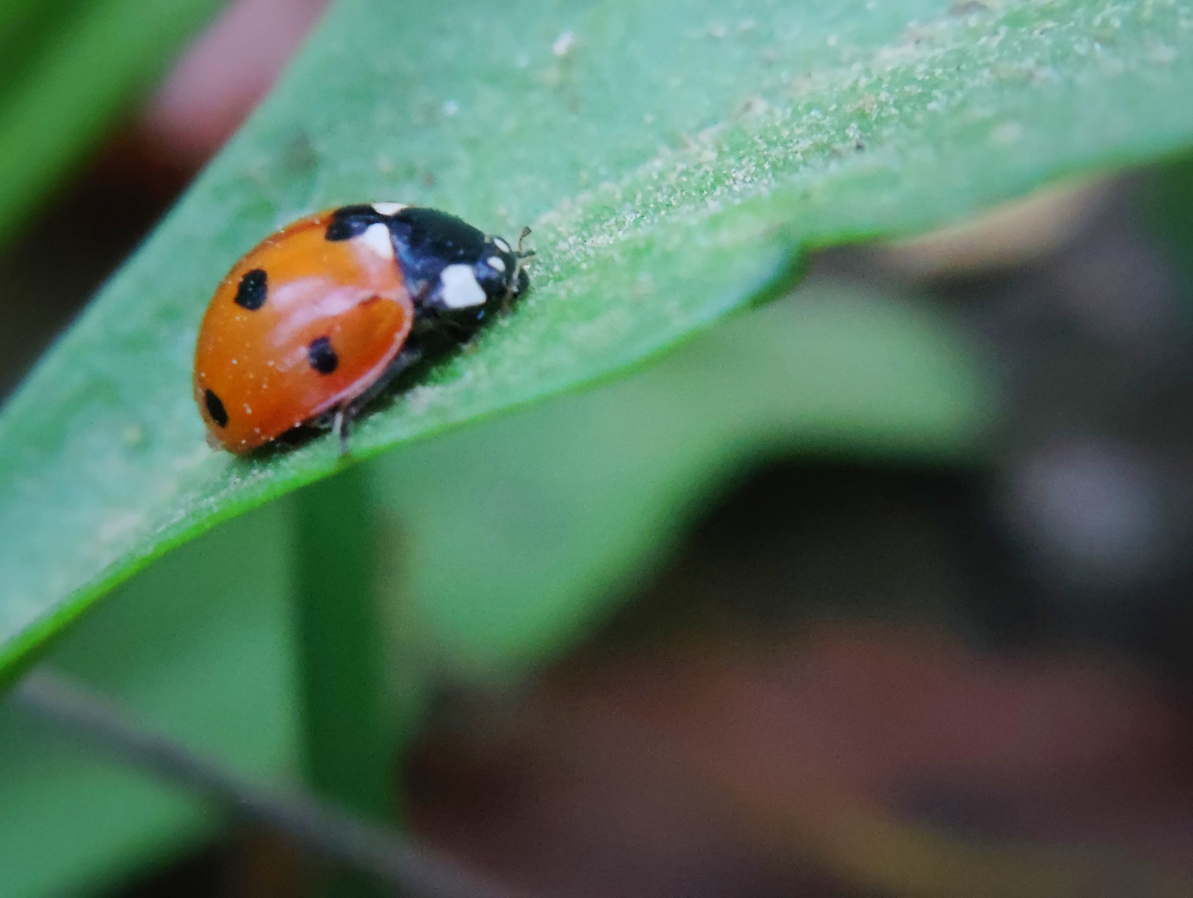 Seven - spot lady bird.....