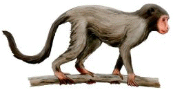 Monkey