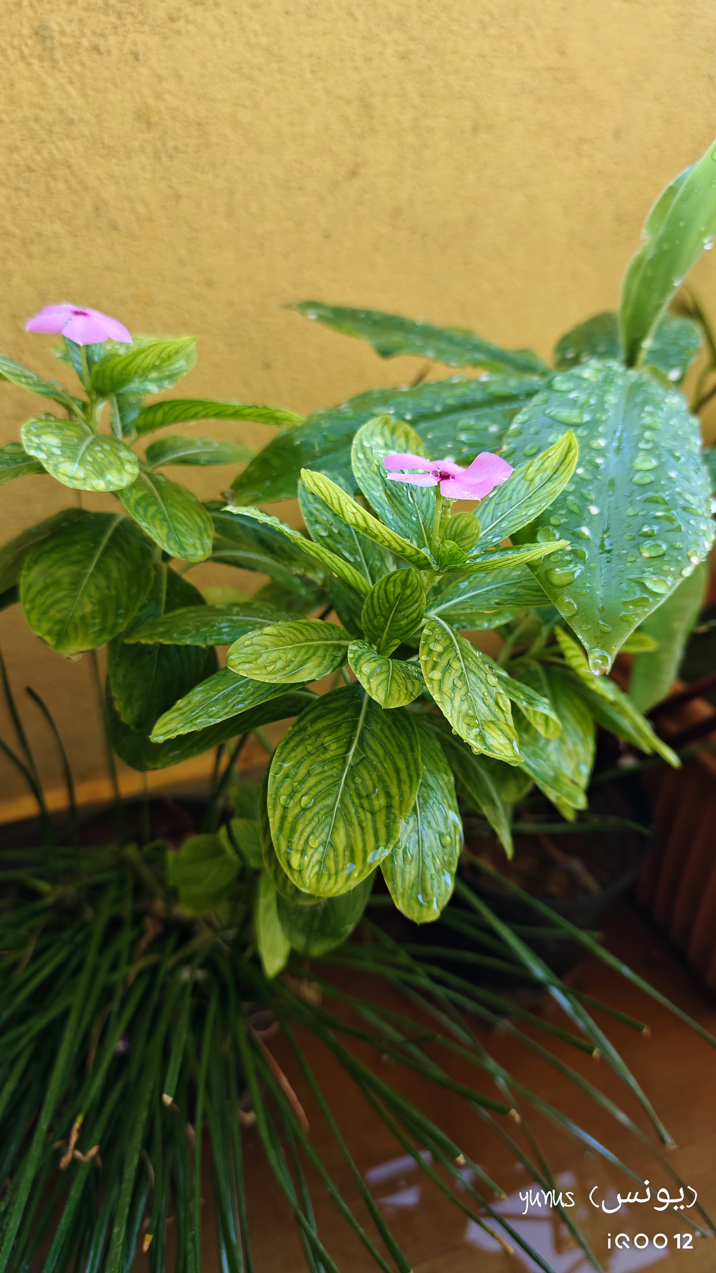 FLOWERS WITH COLOURFUL NATURE
