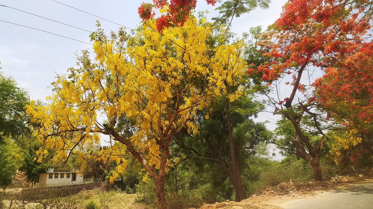 Arail ghat trees