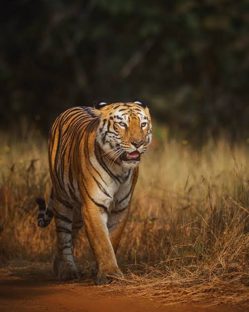 Beyond the Lens: The Untold Story of Maya, Tadoba's Most Photographed ...