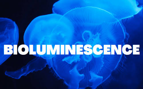 Discovering the Magic of Glowing Creatures: Nature's Nightlights