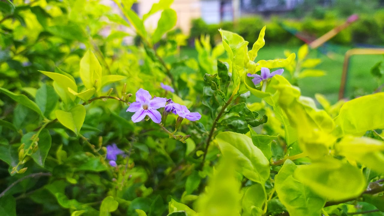 Duranta flowers