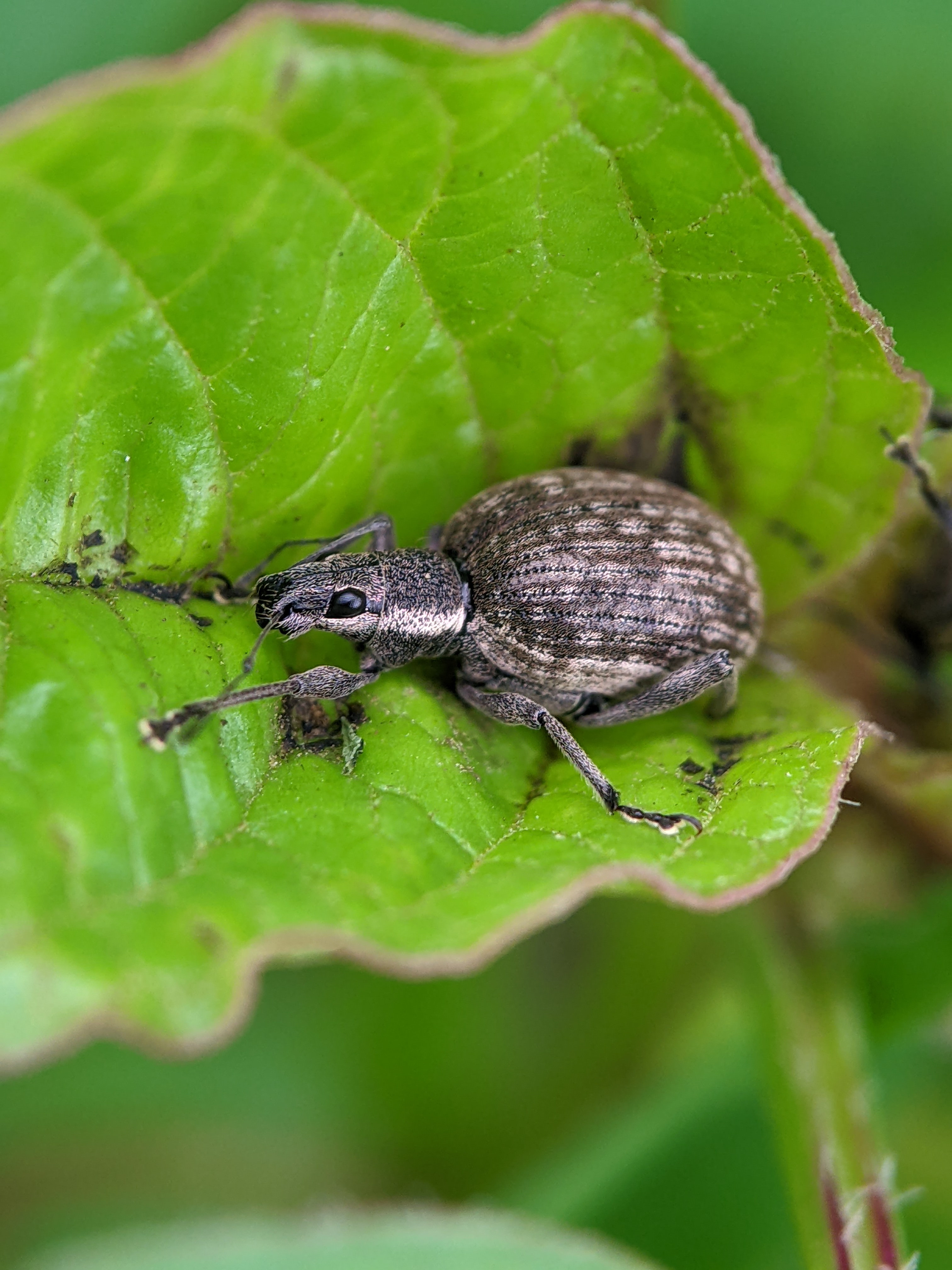 weevils with Saipixels