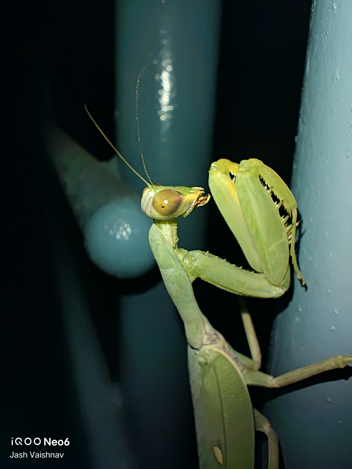 #ShotOniQOO Maestro Mantis 🦗 and it's stance