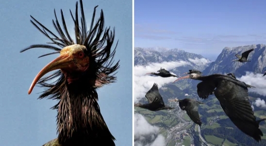 Extinct birds come back to life in Europe