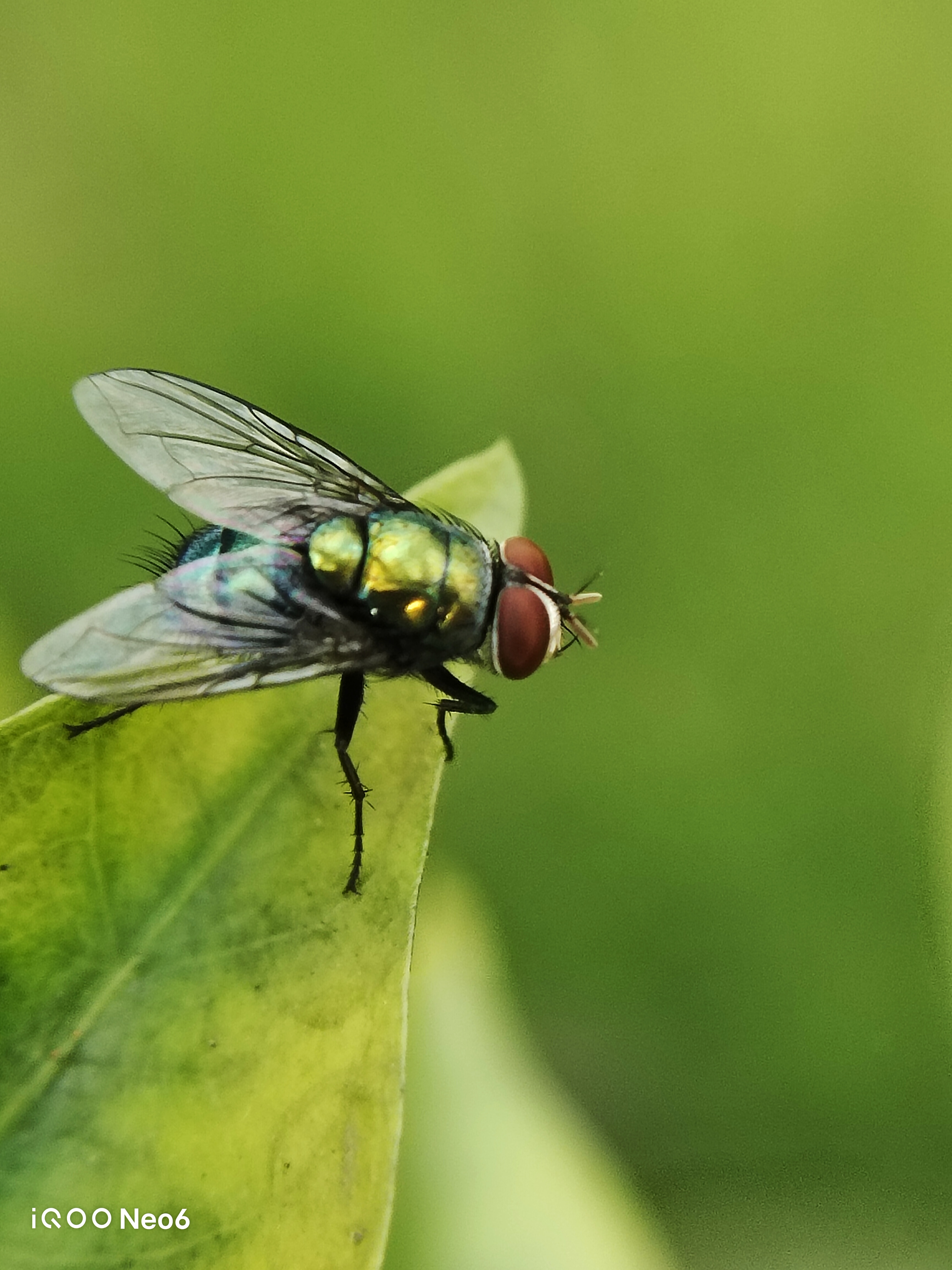 The Hidden World of a Fly: Macro Photography Unveiled | ShotOniQOO