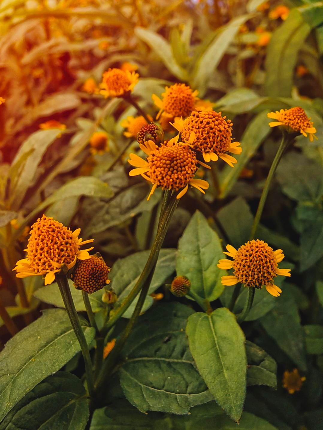 The Golden Bloom of the Garden