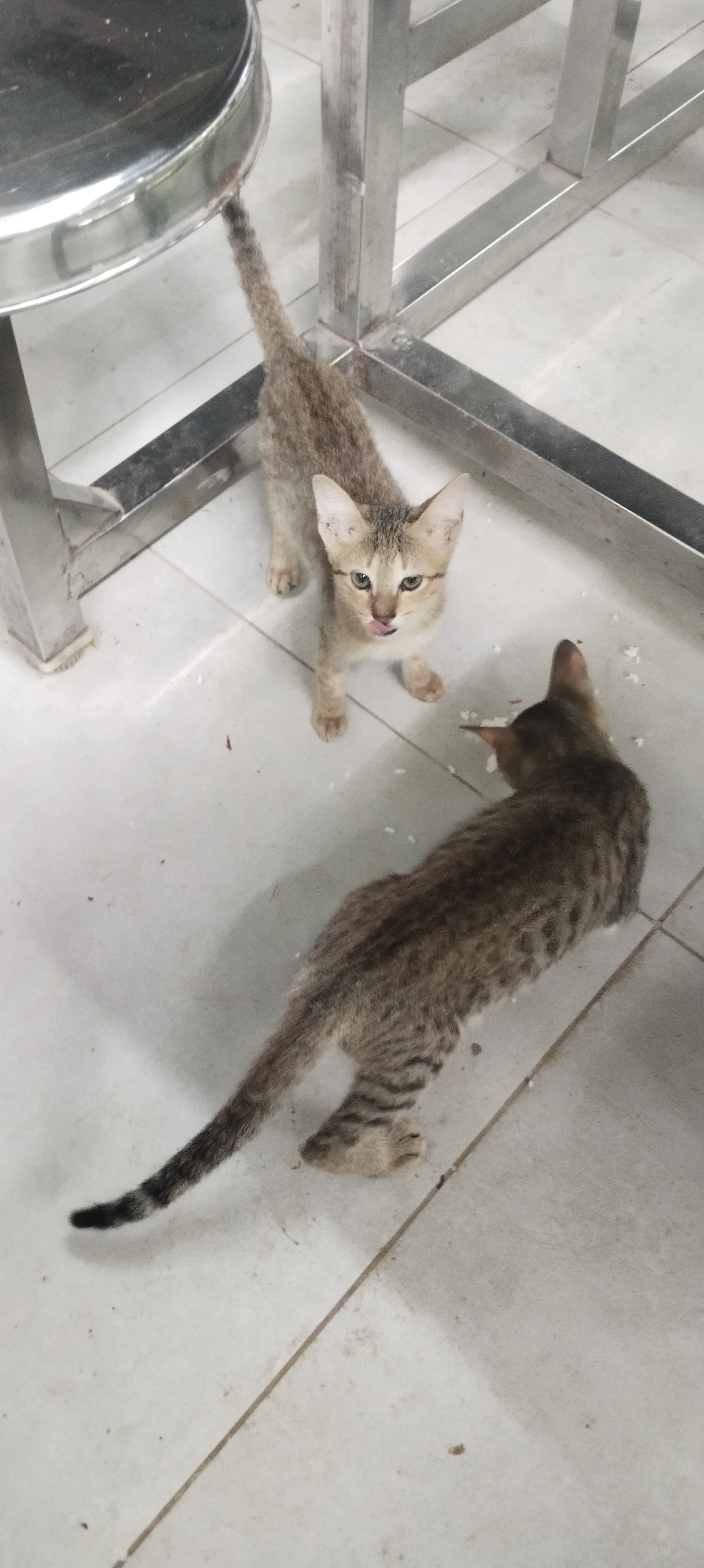 Smirking cat 🐈😺🐾