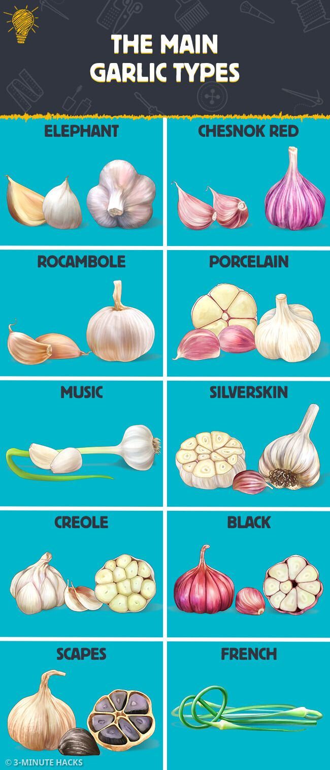 TYPES OF GARLIC 🧄🕵️🧄