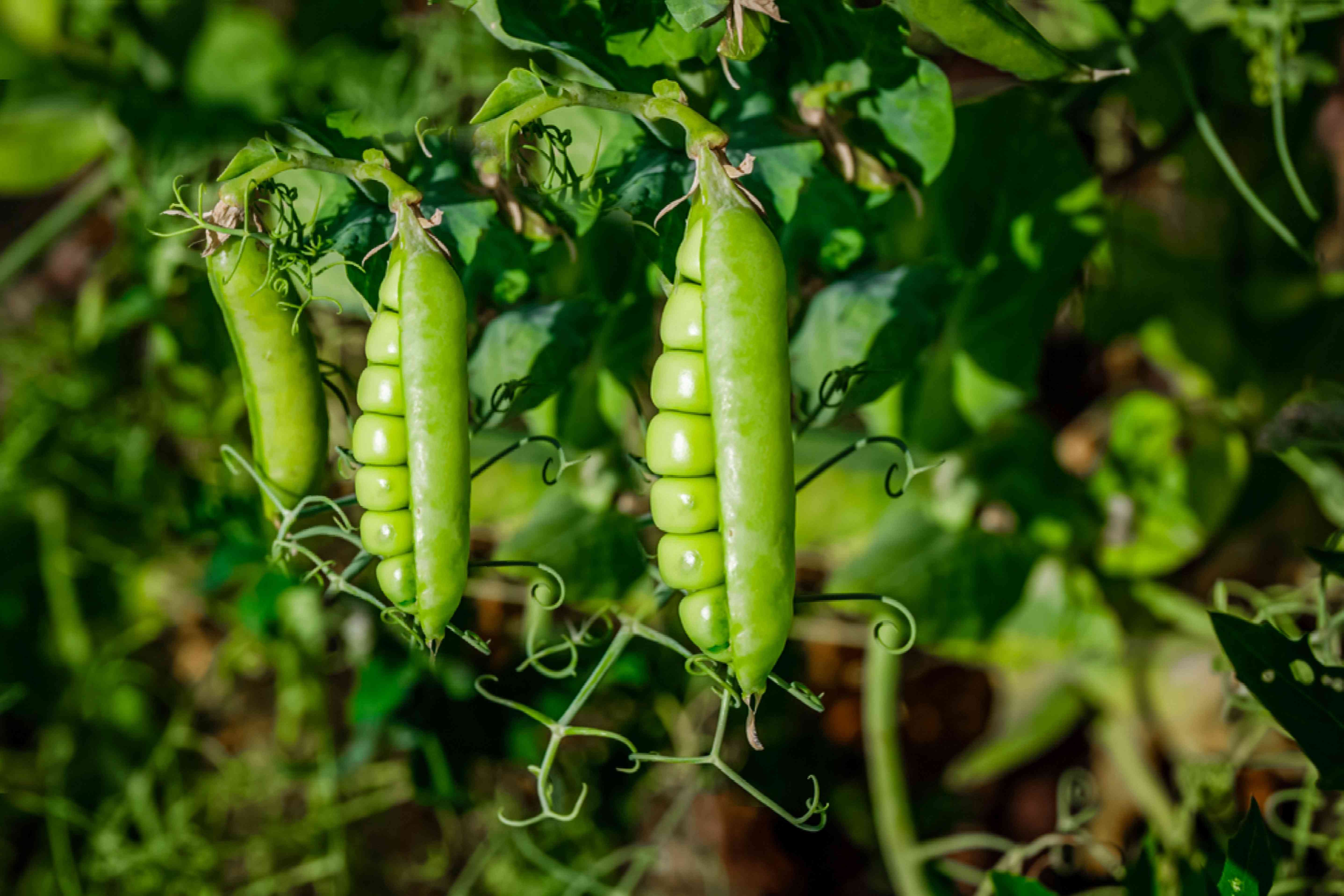 Know The Benefits of Green Peas 🫛🍃🫛🕵️