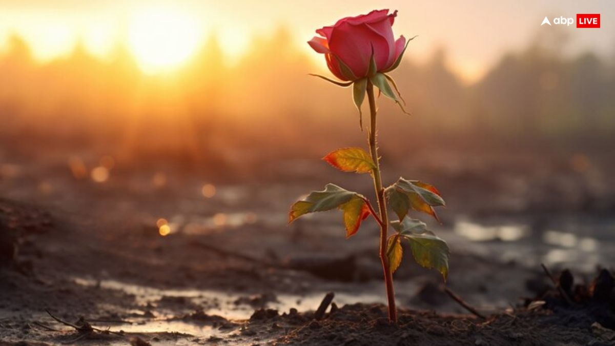 If the rose plants are withering repeatedly, then take care of them ...