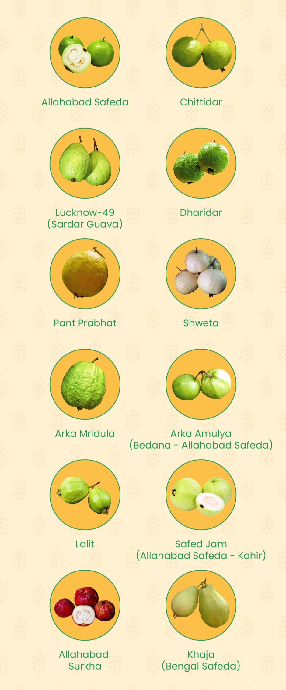 Most Traded Guava Varieties in India🍐🌿
