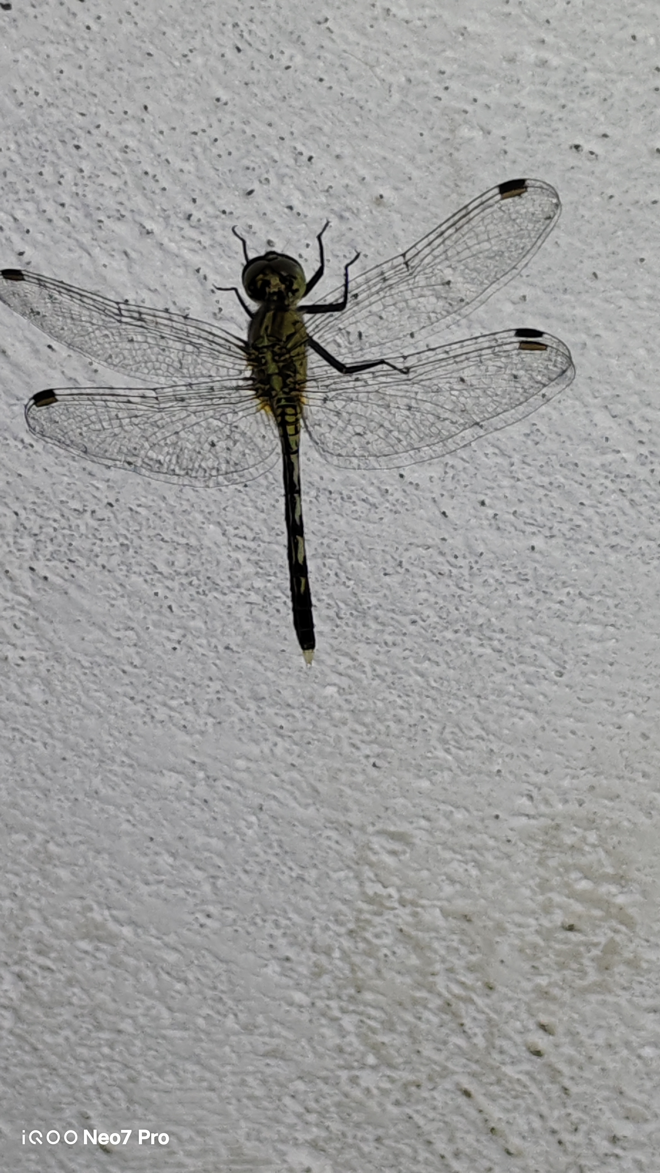 Dragon fly - "Wings of wonder"