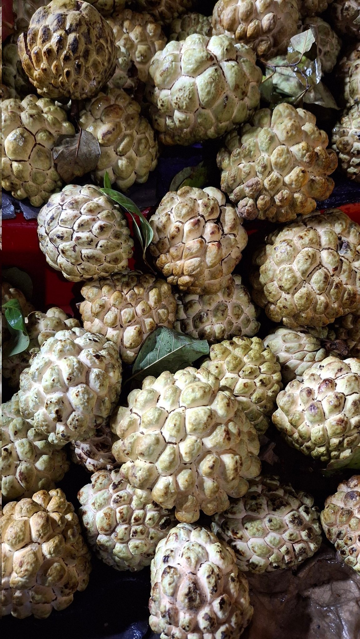 TYPES OF CUSTARD APPLE 🌿🍈🌿🍈🌿