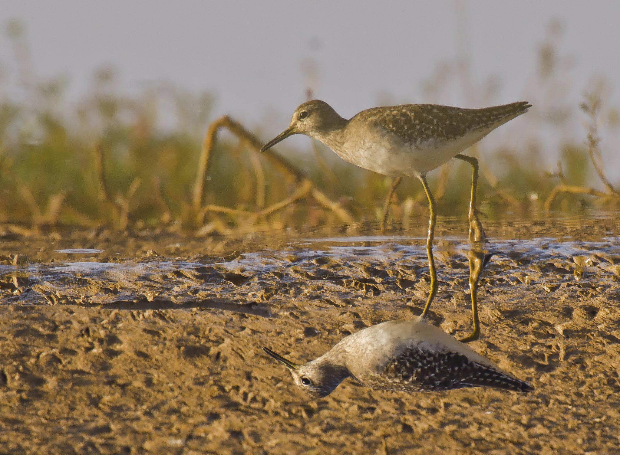 Reflection of a Wood Sandpiper.