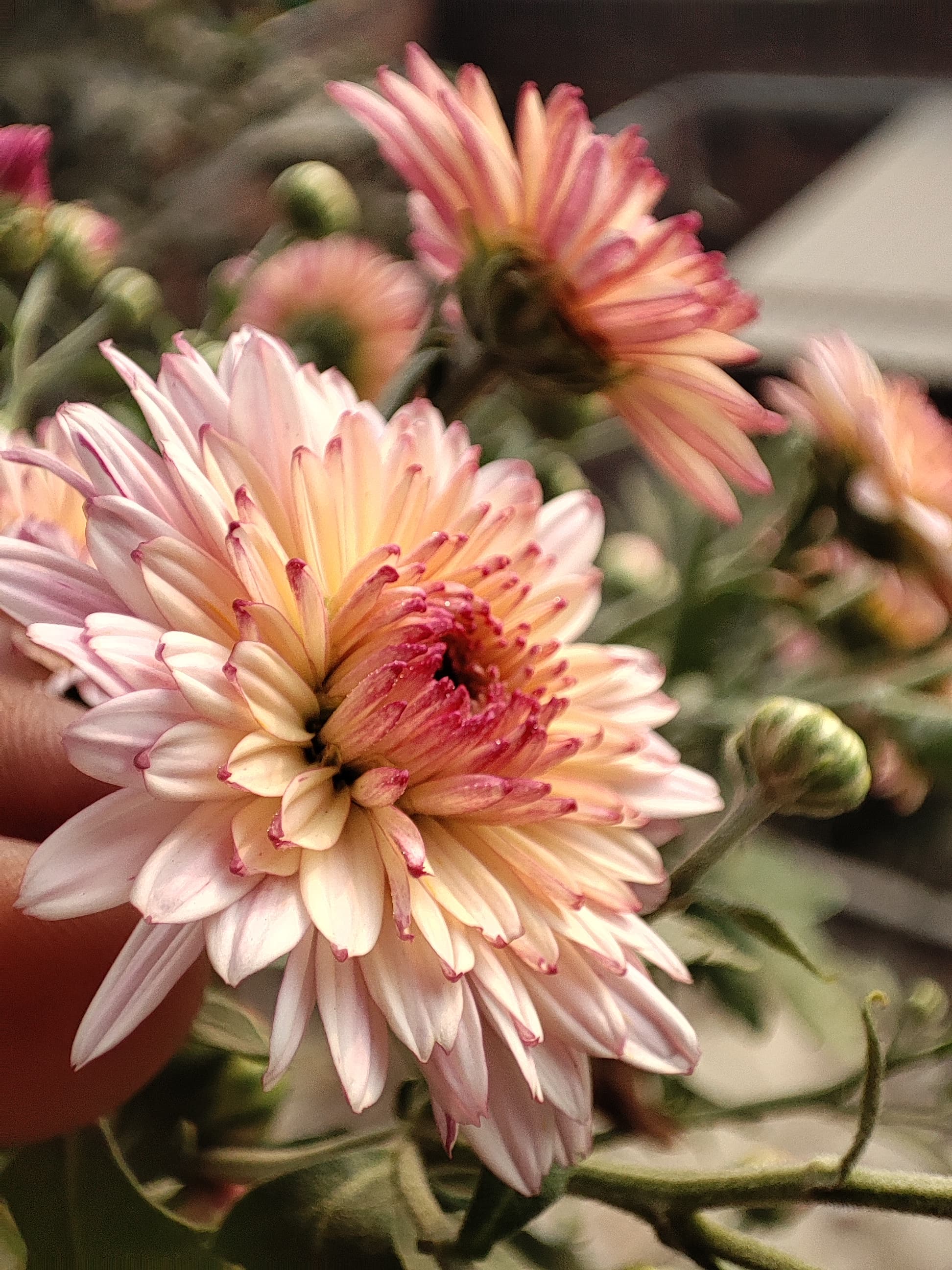 "Blossoms in Focus: The Delicate Beauty of Chrysanthemums"