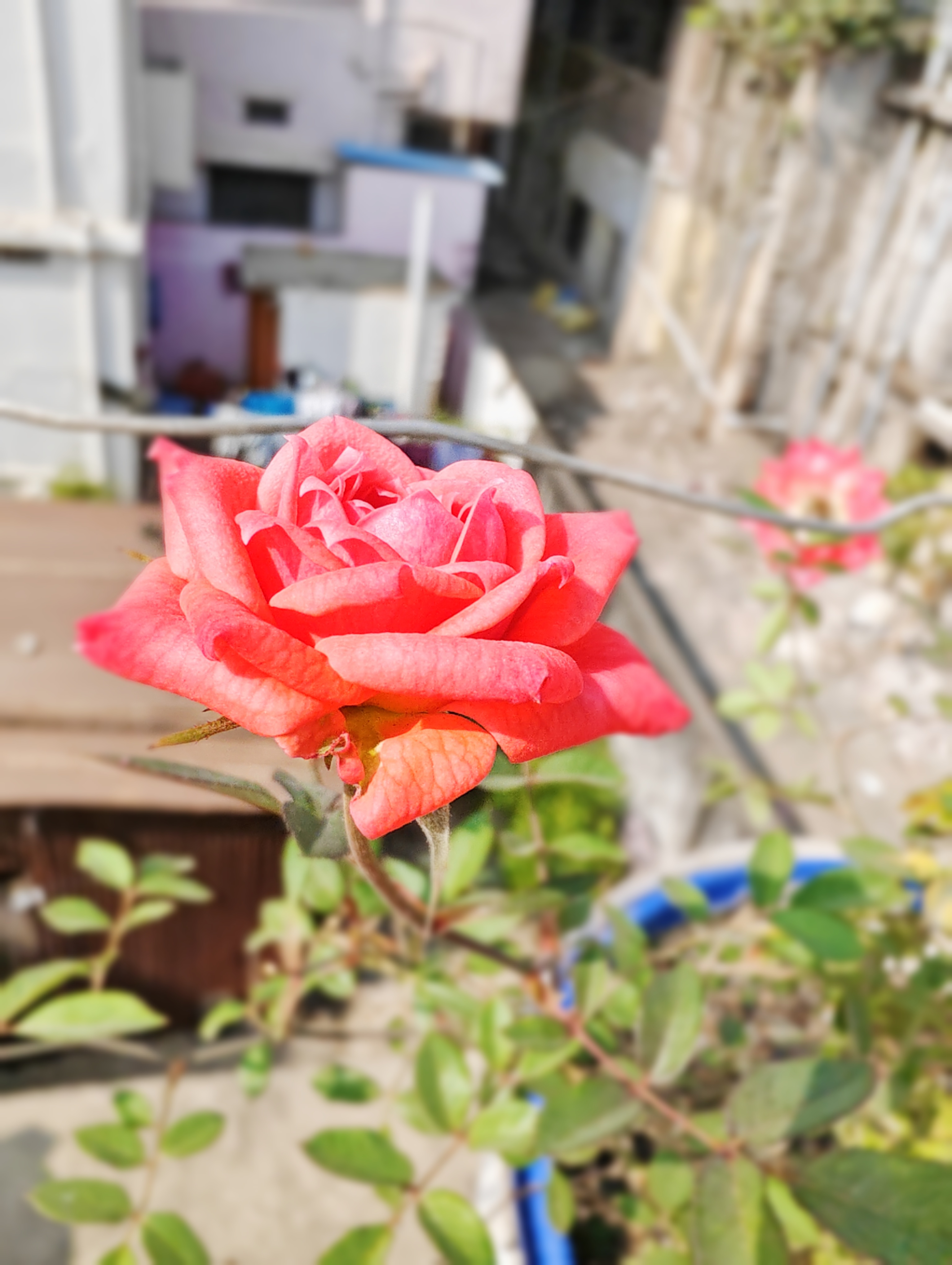Some micro photos