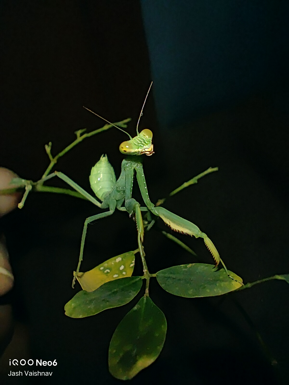 #ShotOniQOO Neo 6 | Baby mantis from different angles 🦗
