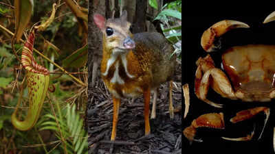 8 rediscovered animals once thought to be extinct