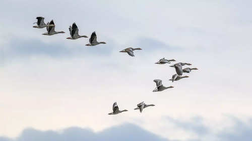 Why birds fly in a V shape? Explained