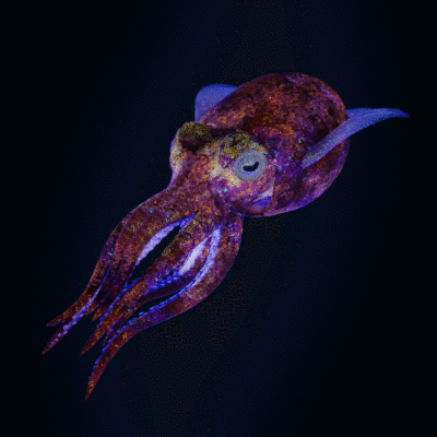 Ocean Series #75 – 🦑 Bobtail Squid: The Ocean’s Master of Disguise! 🎩🌊