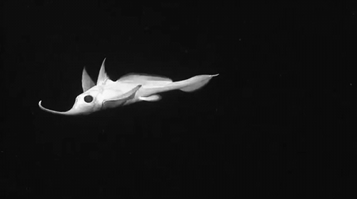 Ocean Series #94 – 👻 Chimaera: The Ghost Shark of the Deep! 🌊🦈