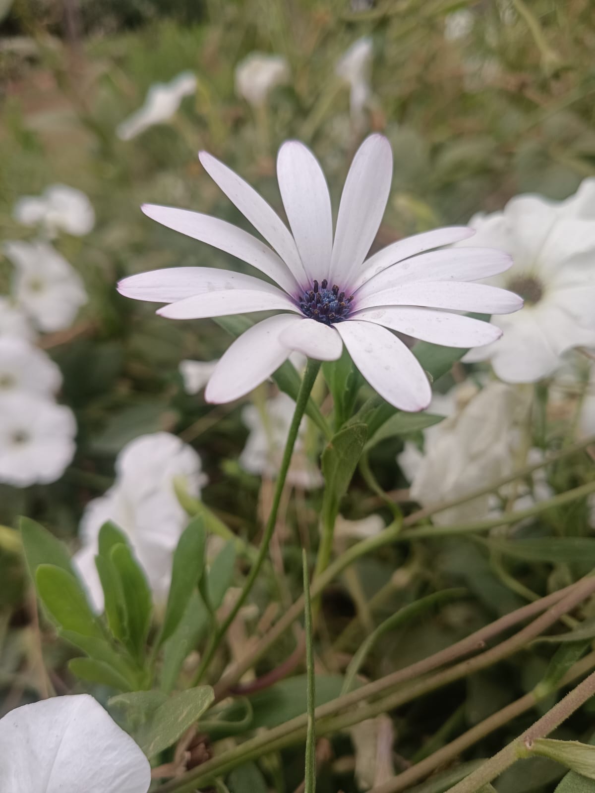 Guess flower name