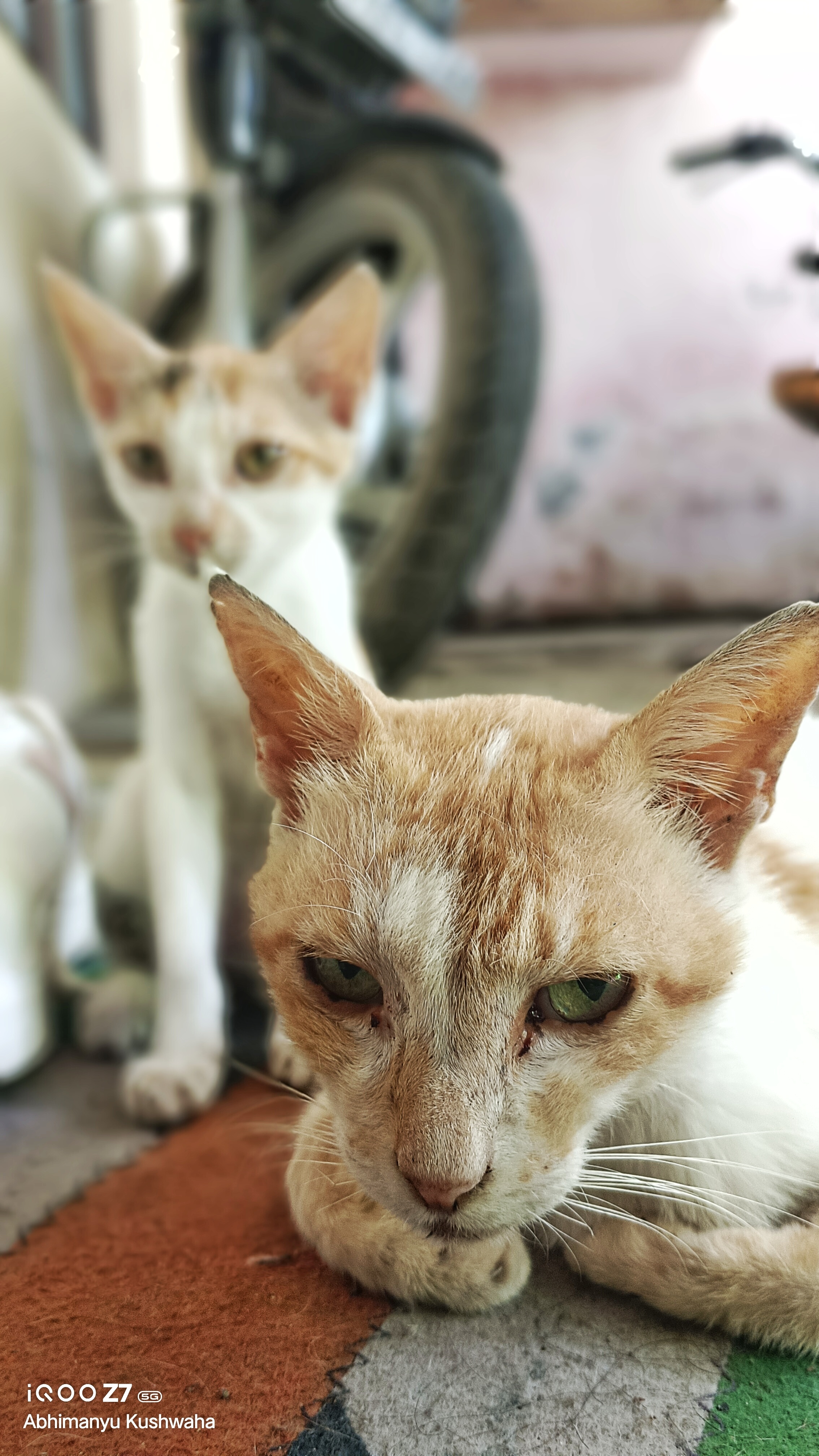 Shot on IQOO 📸ll Cute 🐈 Cats