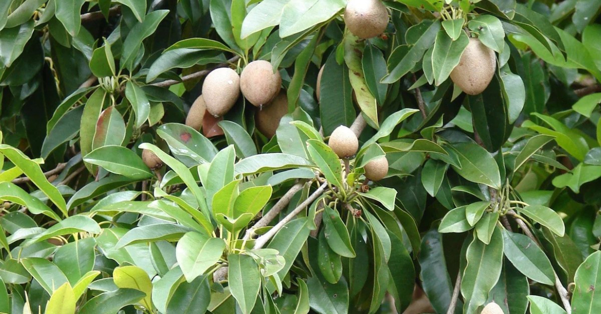 How to grow chikoo at home during monsoon: A step-by-step gardening tip