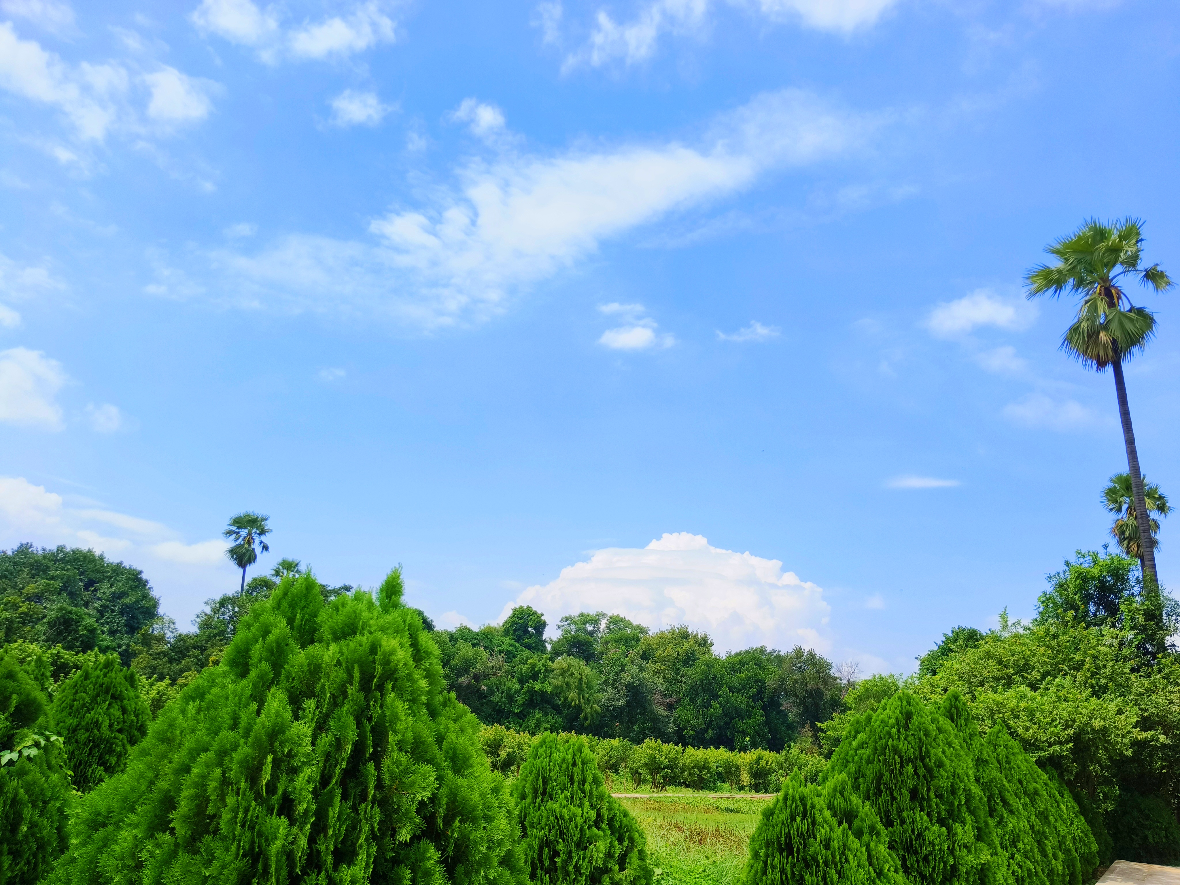 🌴 Shade of Greenery 🌴