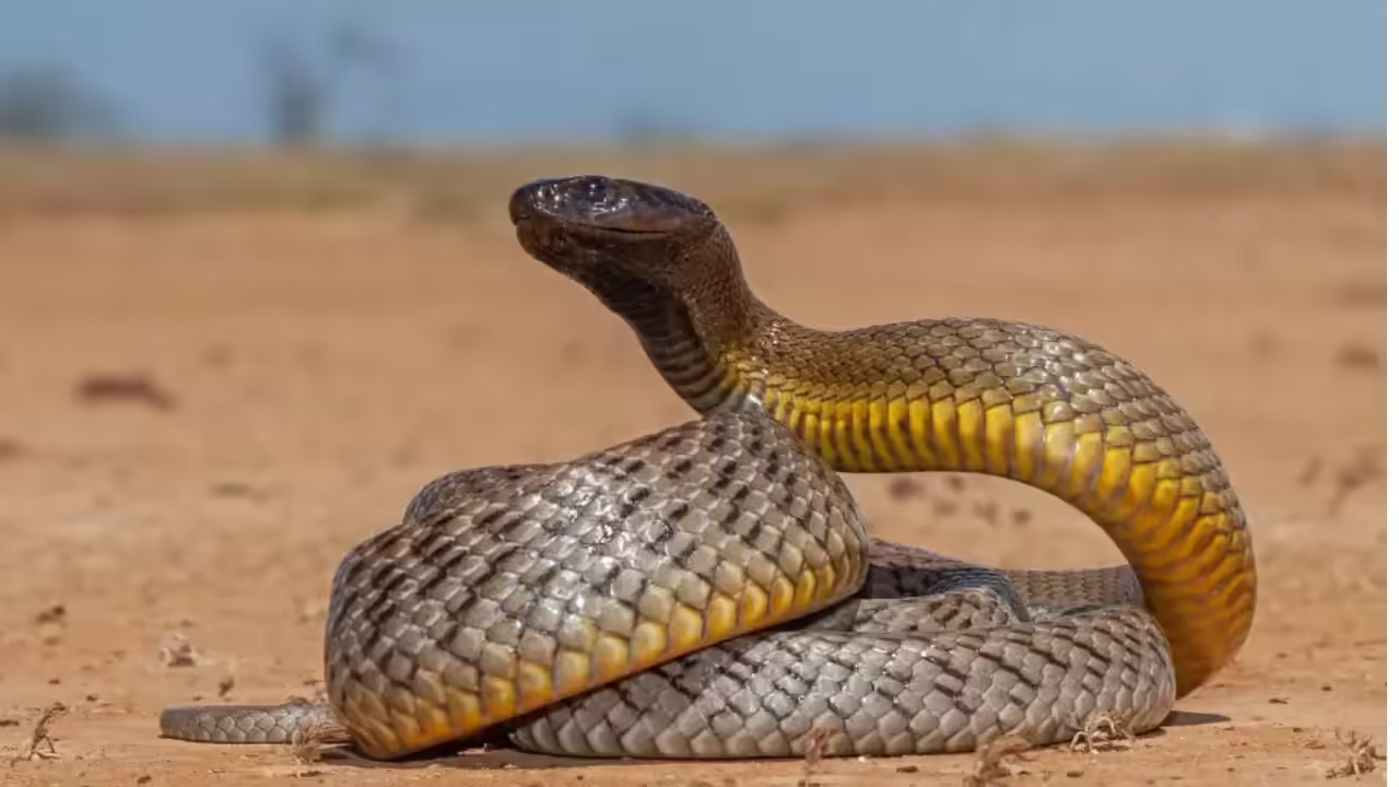 🐍 Deadliest Snakes: Inland Taipan vs Saw-Scaled Viper