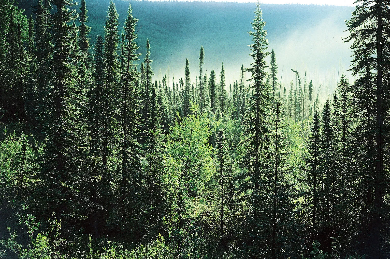 🌲 The Largest Forest in the World – Taiga