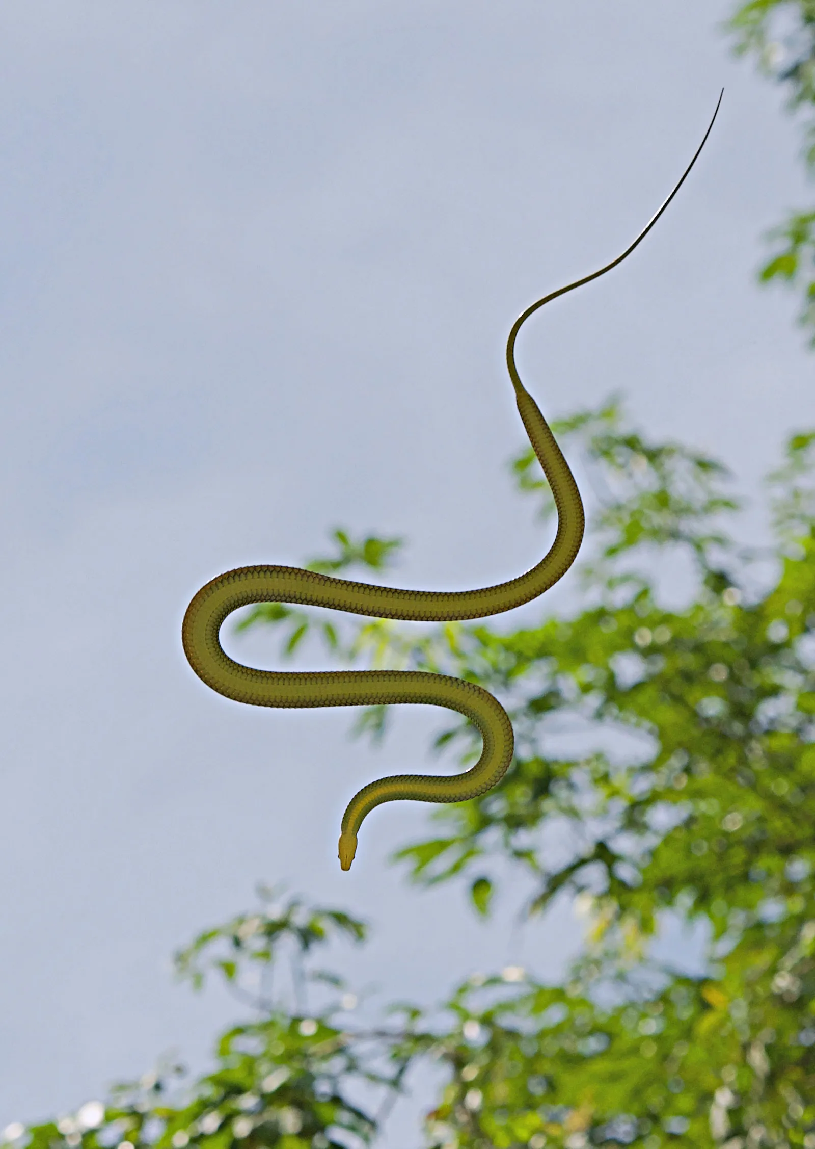 🐍 Flying Snakes: Southeast Asia’s Airborne Wonders 🐍