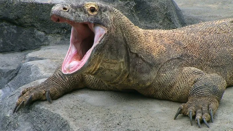 🐉🌍 The Mighty Komodo Dragon – Nature’s Giant Lizard!