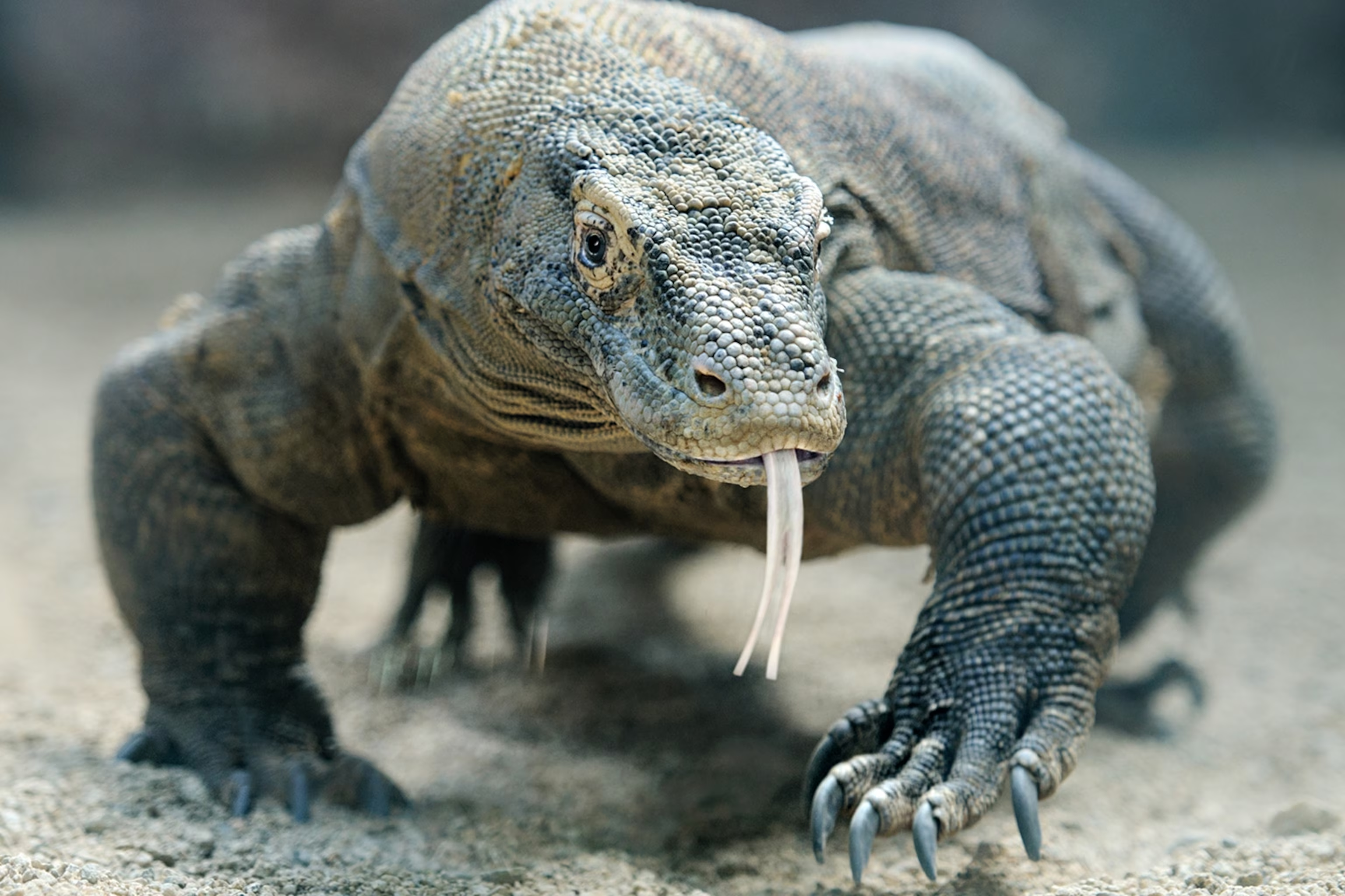 🐉🌍 The Mighty Komodo Dragon – Nature’s Giant Lizard!