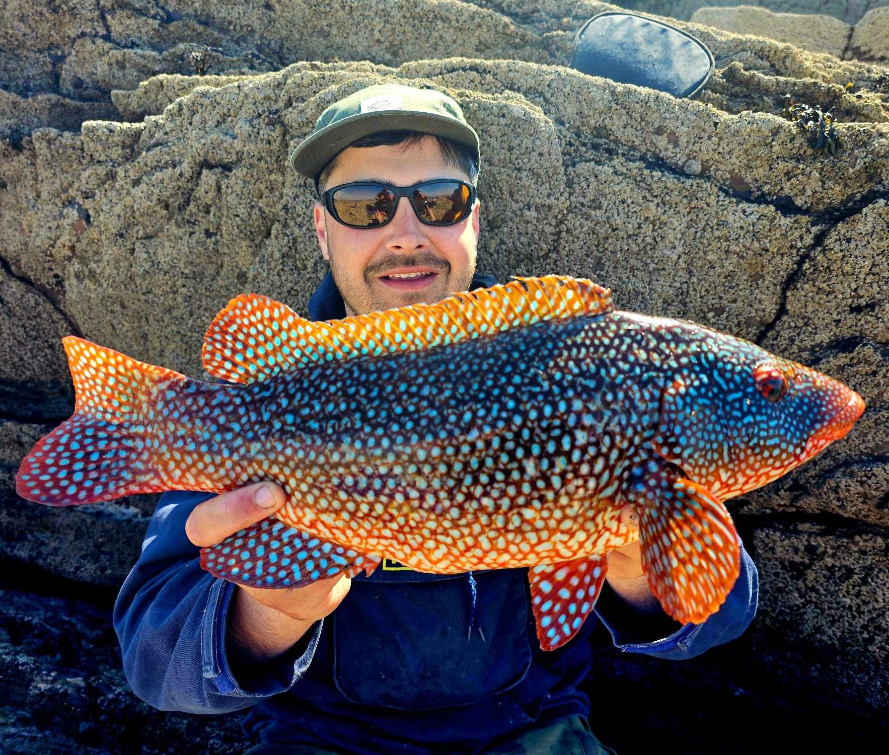 Ocean Series #142 – 🐟 Ballan Wrasse: The Vibrant Reef Gardener! 🌊