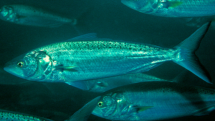 Ocean Series #134 – 🐟 Arripis: The Agile Silver Swimmer! 🌊