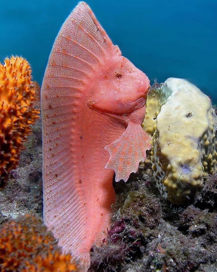 Ocean Series #138 – 🐟 Australian Prowfish: The Stealthy Reef Dweller! 🌊